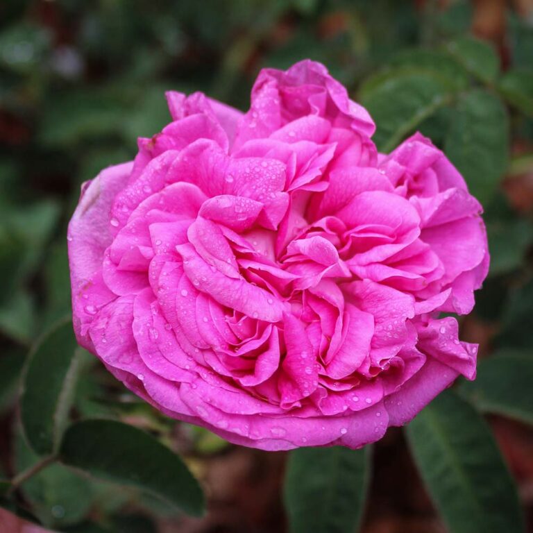 Hybrid Perpetuals and Portlands Archives - High Country Roses