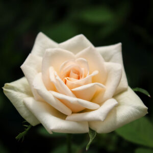 Modern Roses Collection- Page 16 of 33 - High Country Roses