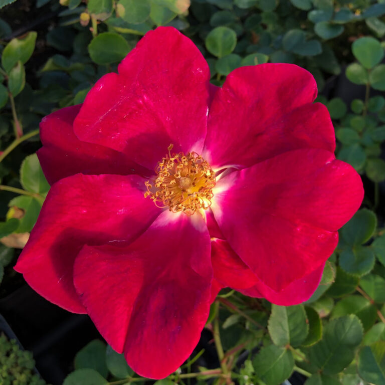 Modern Roses Collection- Page 16 of 33 - High Country Roses