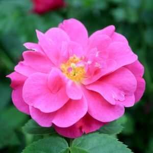 Hardy Canadian Roses Archives - High Country Roses