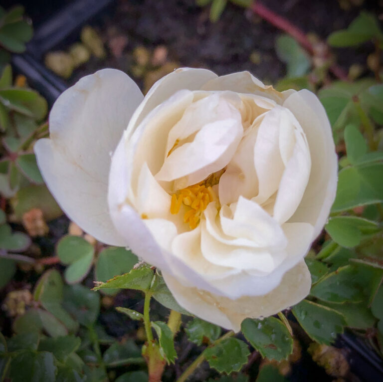 Hardy Canadian Roses Archives - Page 2 of 3 - High Country Roses