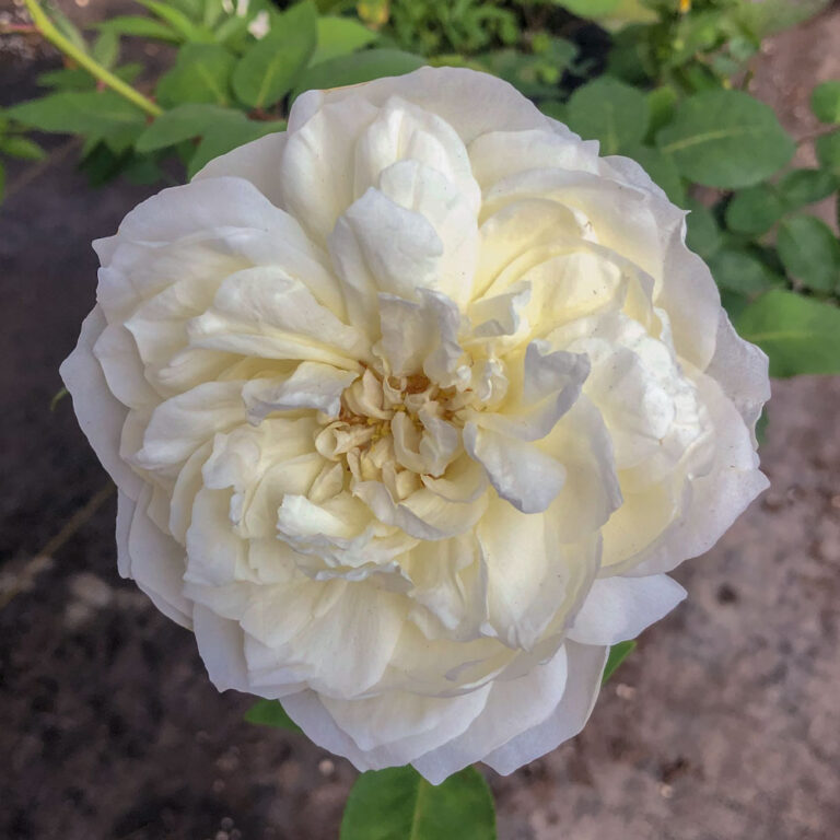 Old Garden Roses Collection - Page 5 of 8 - High Country Roses