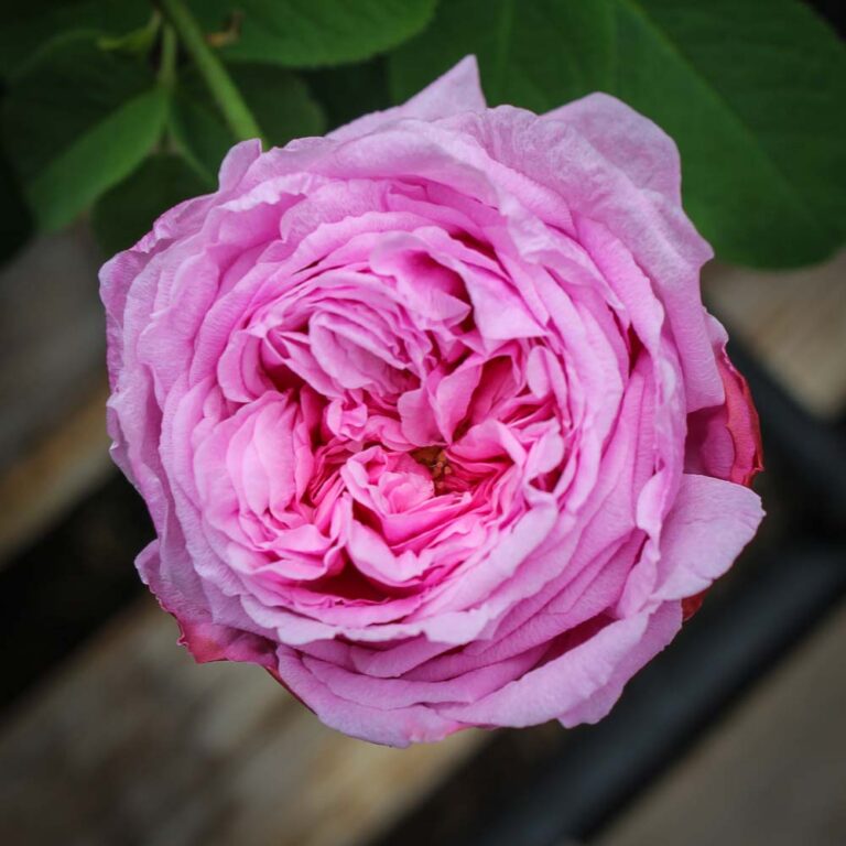 Damask Roses Archives - High Country Roses