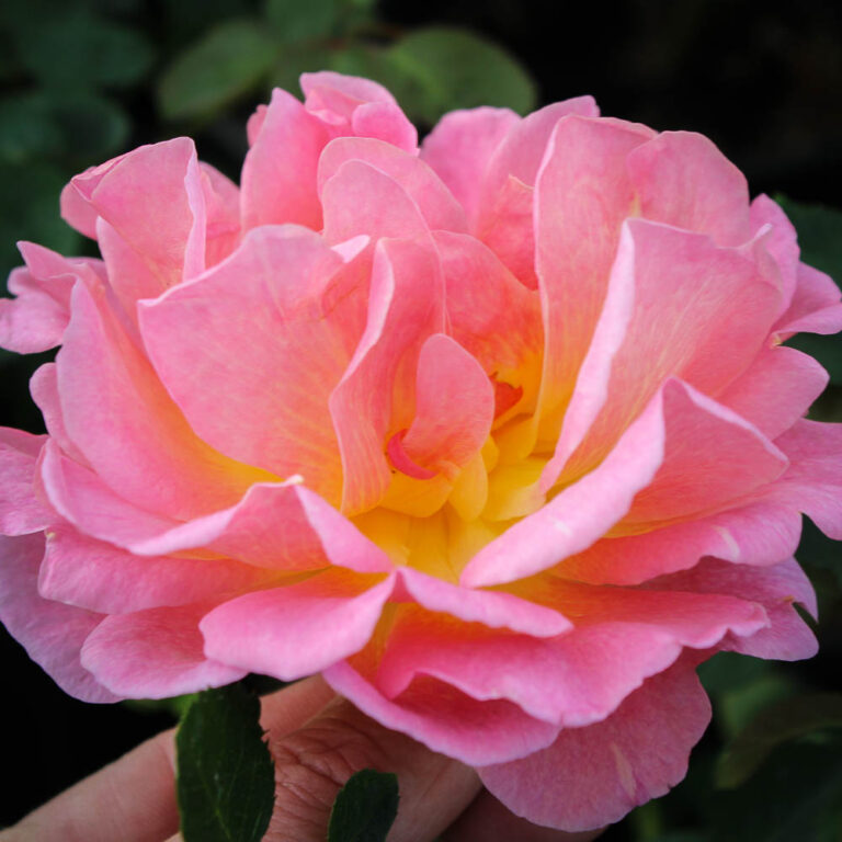 Modern Roses Collection- Page 3 of 33 - High Country Roses