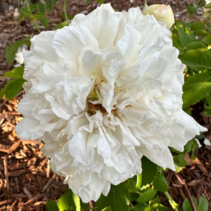 Madame Legras de St. Germain