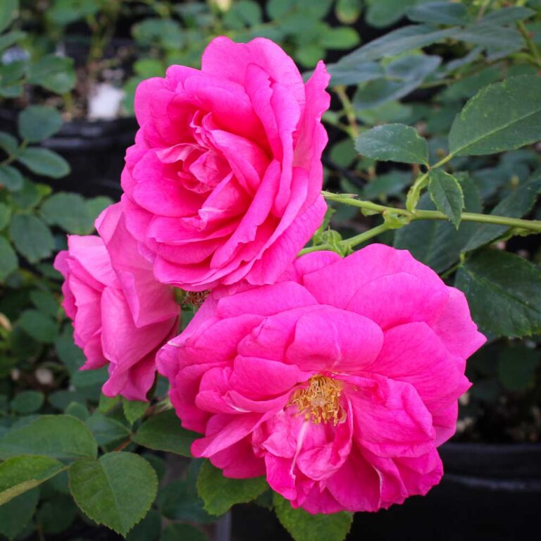 Hardy Canadian Roses Archives - Page 2 of 3 - High Country Roses