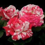 Neil Diamond - High Country Roses