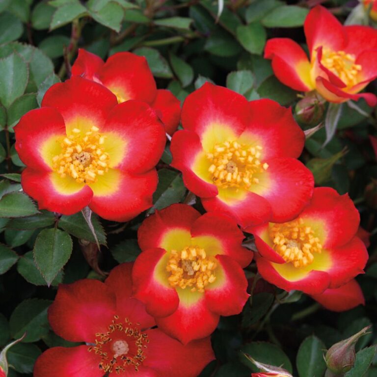 Playful Happy Trails