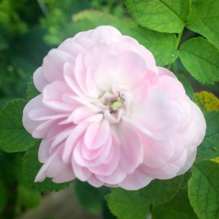 Pompon Blanc Parfait