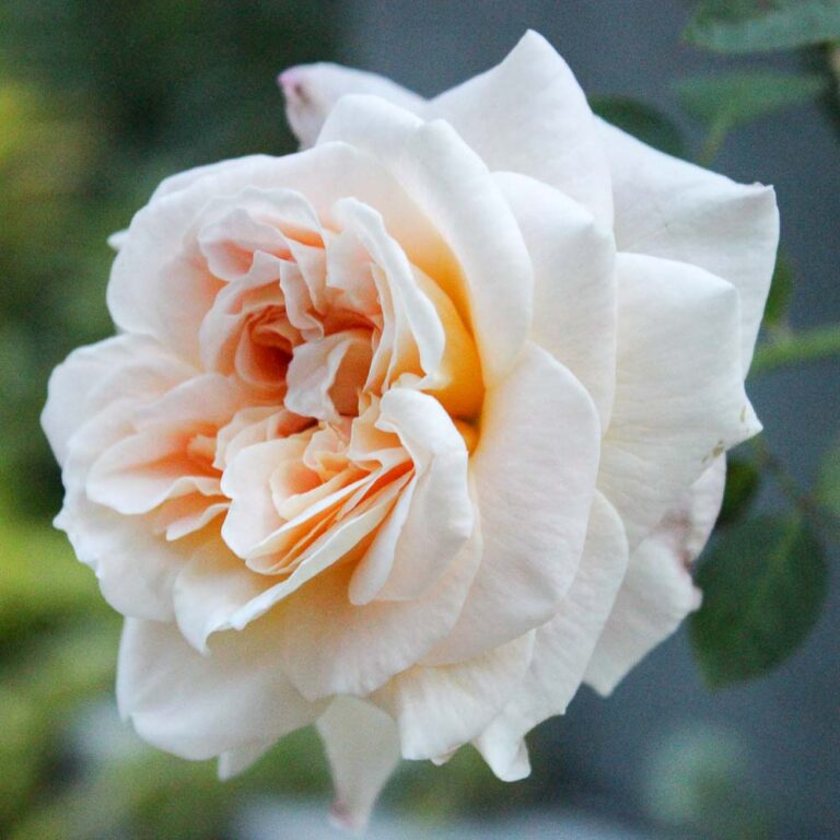 English Shrub Roses Archives - High Country Roses