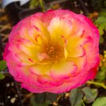 Rainbow Happy Trails™