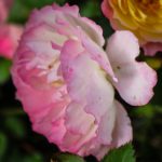 Rainbow Happy Trails™