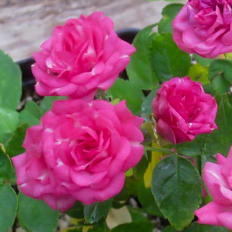 Polyanthas Archives - High Country Roses