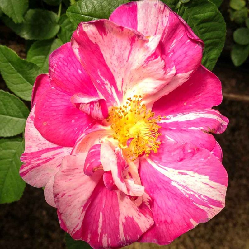 Rugosa Magnifica