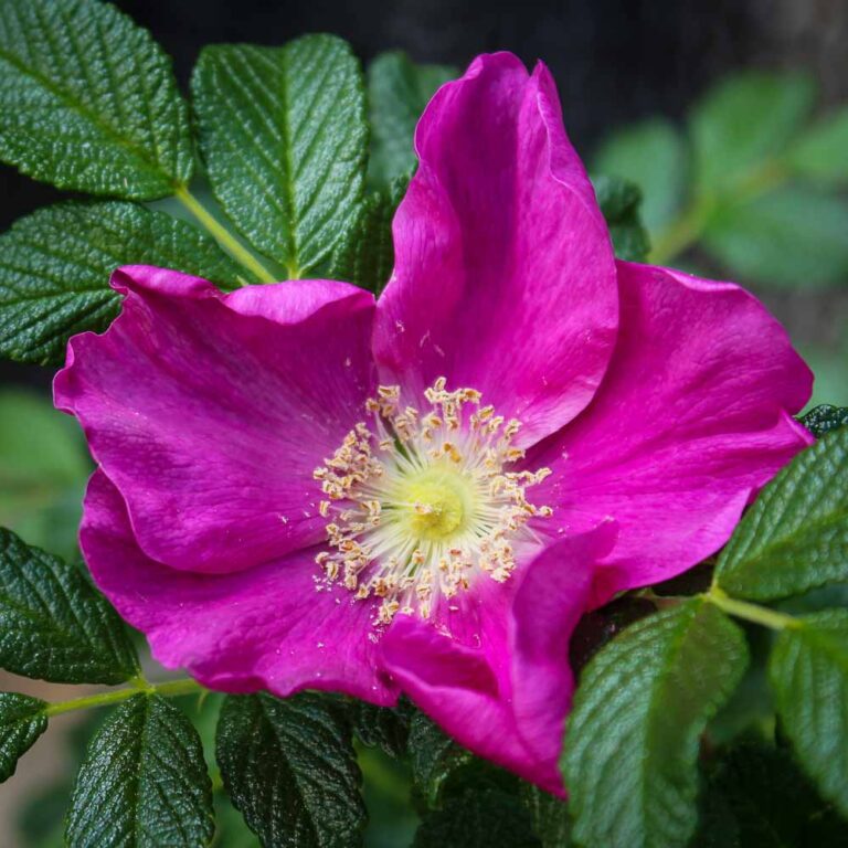 Rosa rugosa rubra
