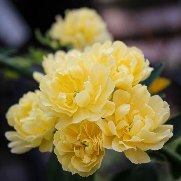 Species Roses Collection - High Country Roses