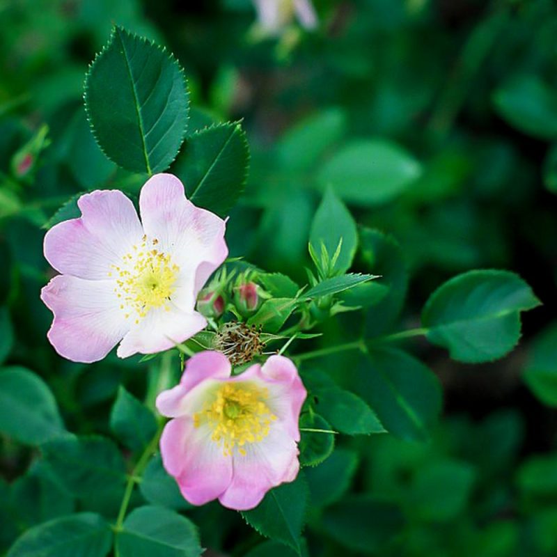 Species Roses Collection - High Country Roses