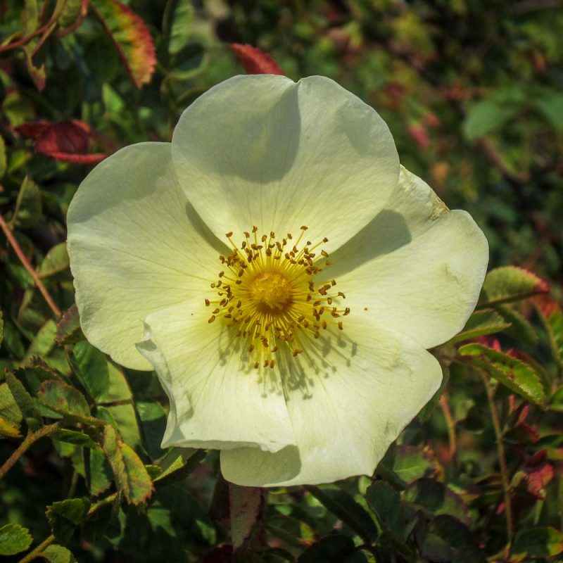 Species Roses Collection - High Country Roses