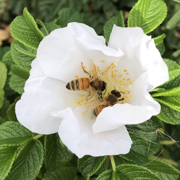 Drought Tolerant Roses Archives - High Country Roses