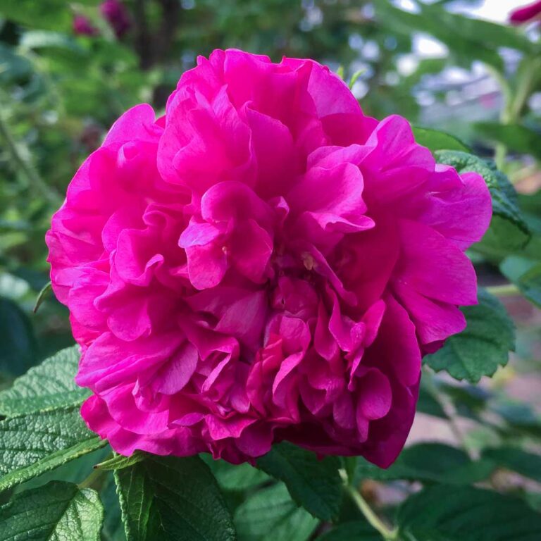 Rugosa Magnifica