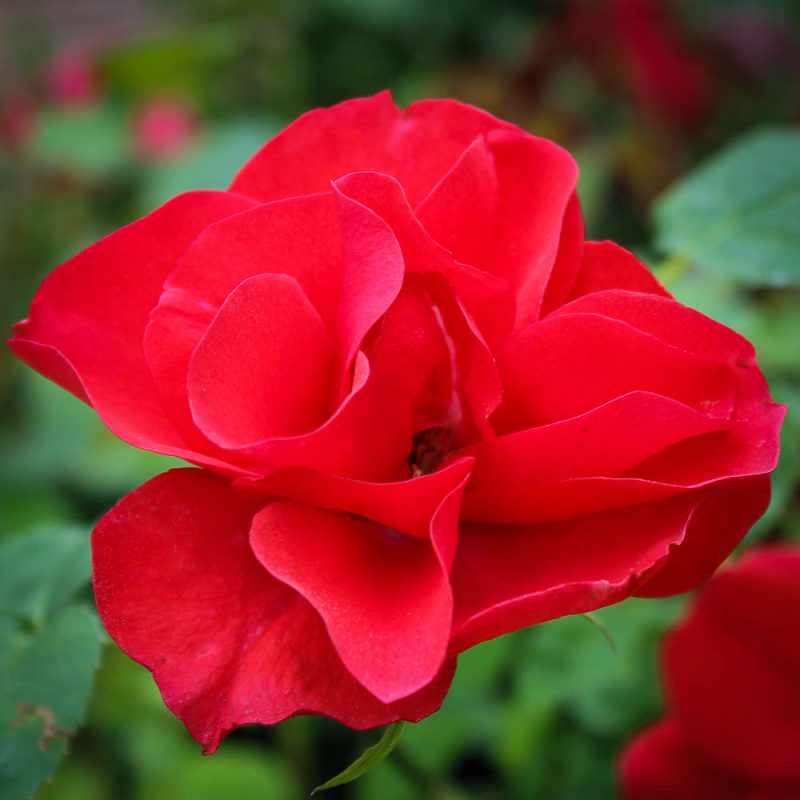 Firecracker Kolorscape - High Country Roses