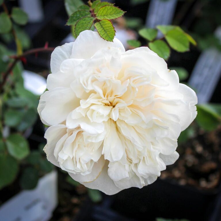 Honeymoon - High Country Roses