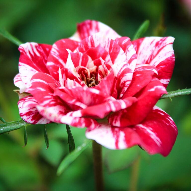 Miniature Roses Archives - High Country Roses