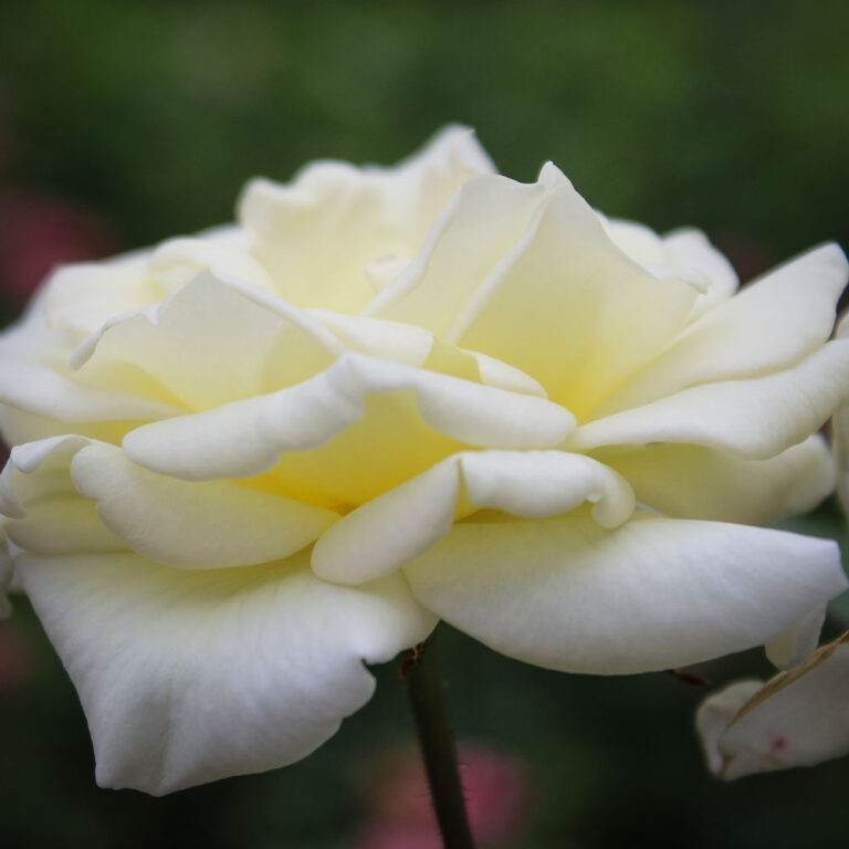 Candy Sunblaze® - High Country Roses