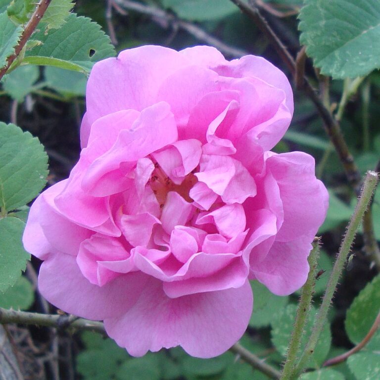 Damask Roses Archives - High Country Roses