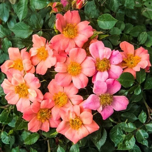 Ground Cover Roses