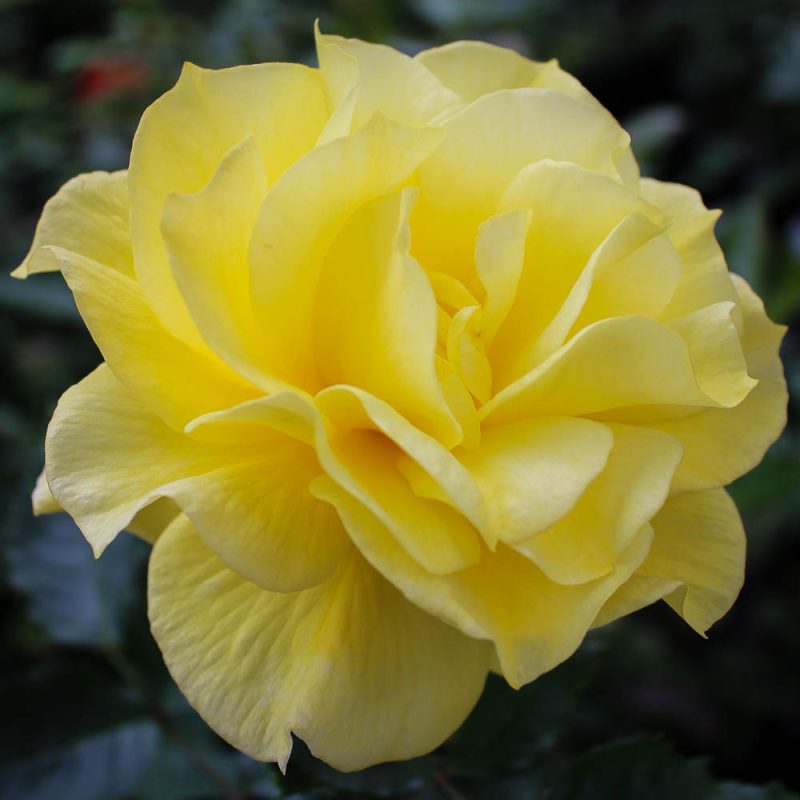 Firecracker Kolorscape - High Country Roses