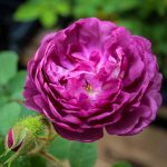 William Lobb (Old Pink Moss)