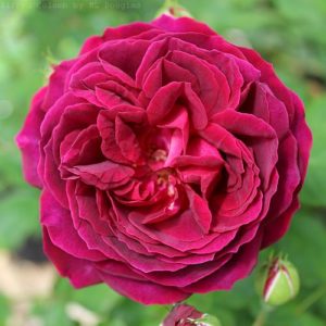 Old Garden Roses Collection - High Country Roses