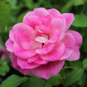 Brilliant Pink Iceberg