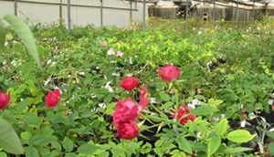 Our Greenhouse - High Country Roses