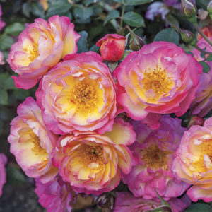 Ground Cover Roses